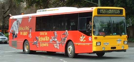 Adelaide Metro MAN rigid buses | australia.SHOWBUS.com PHOTO GALLERY